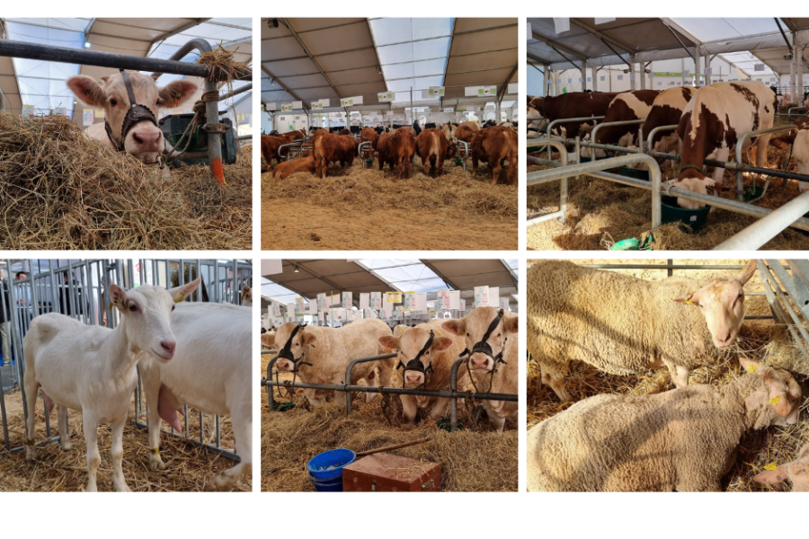 TECH'ÉLEVAGE/ CAPR'INOV : bilan et résultats des POIDS des cadeaux | Arrivé Bellanné